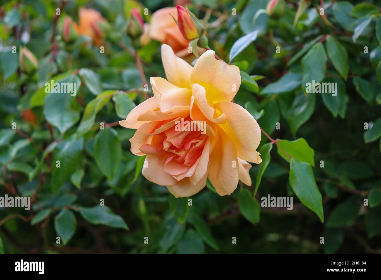 Beautiful cream color rose blooming in a garden Stock Photo - Alamy