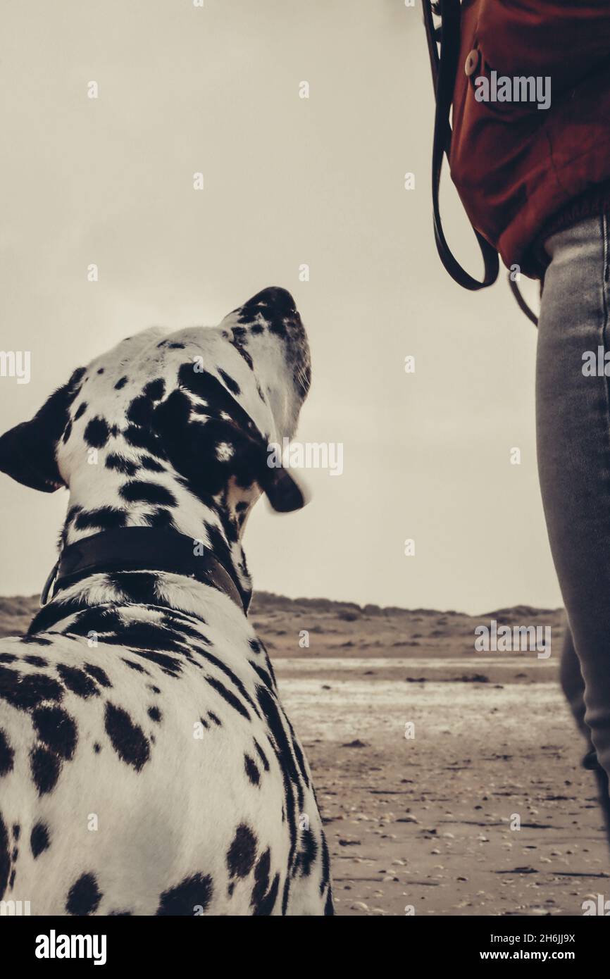 Vertical back view of a cute dalmatian dog walking behind a person ...