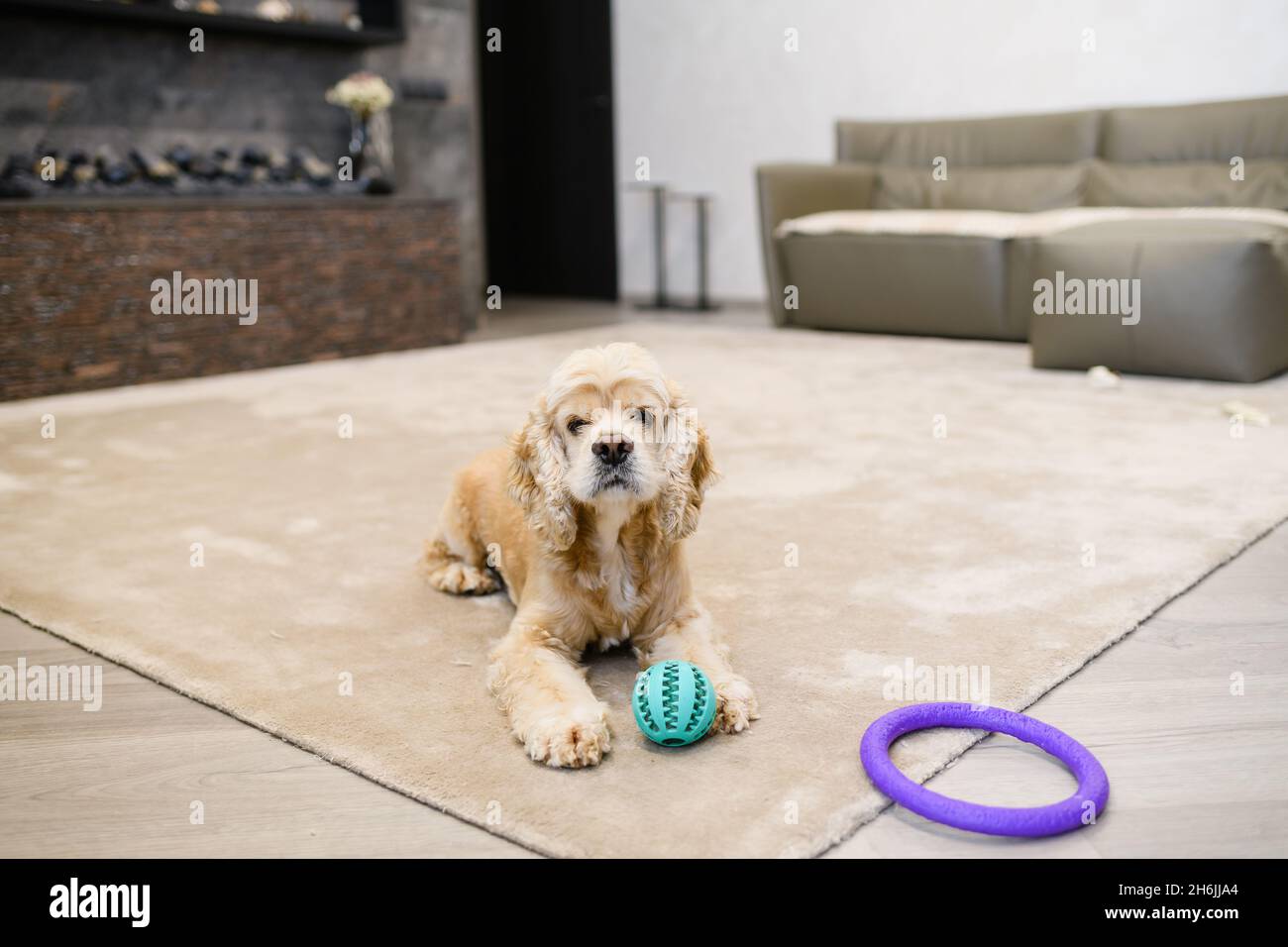 American cocker spaniel lies on a beige carpet in the living room in ...