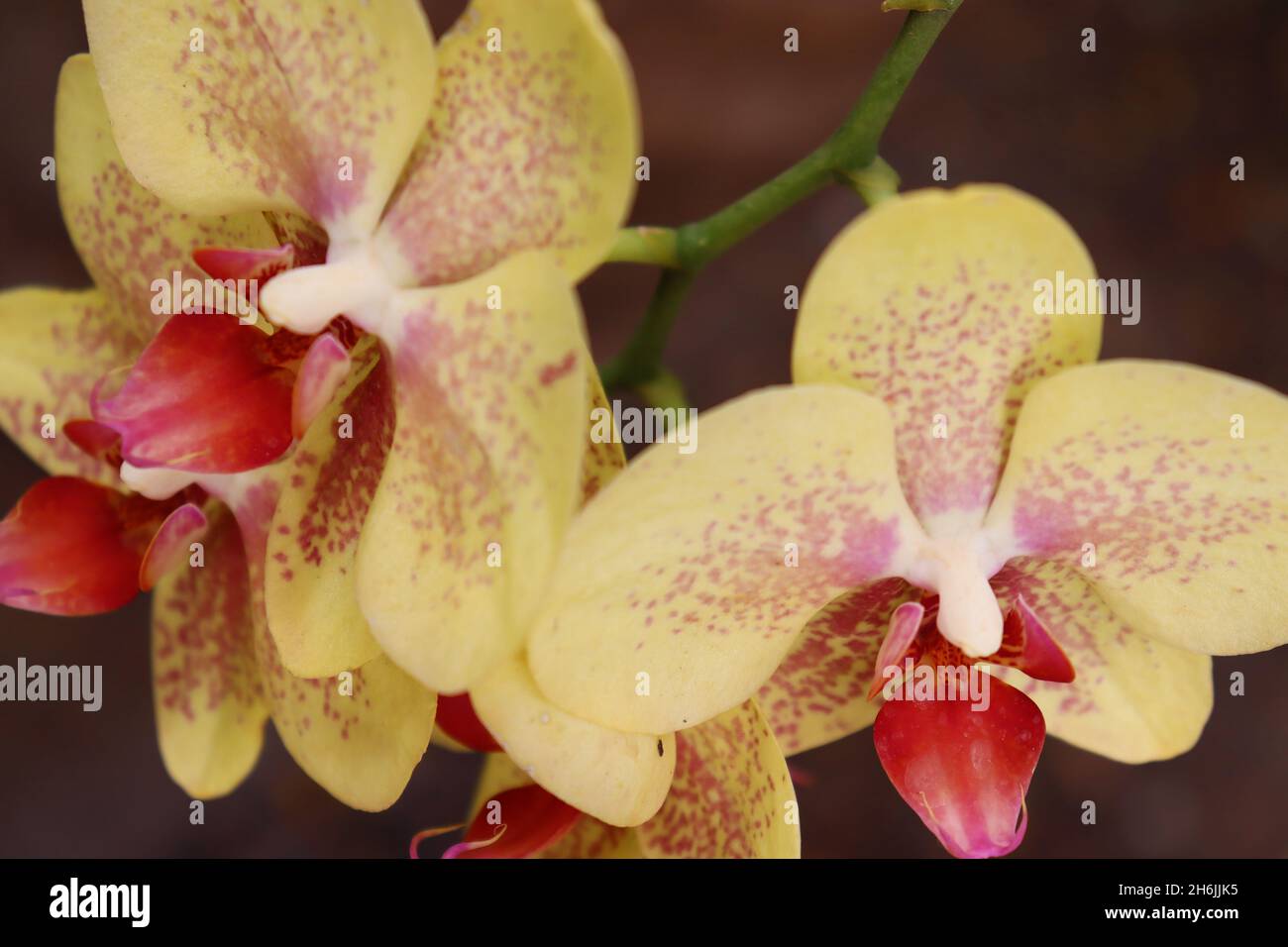 Close up of beautiful yellow moth orchid flowers (Phalaenopsis Stock ...