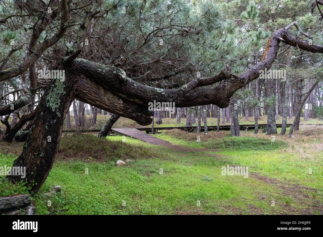 Empty ootpath in the forest with old weathered twisted pine trees ...