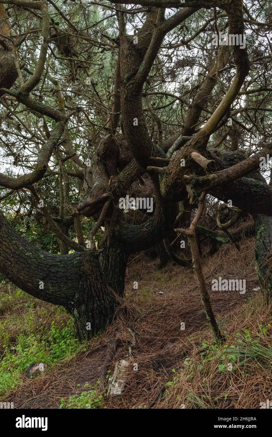 Tree twisted curved bark hi-res stock photography and images - Alamy