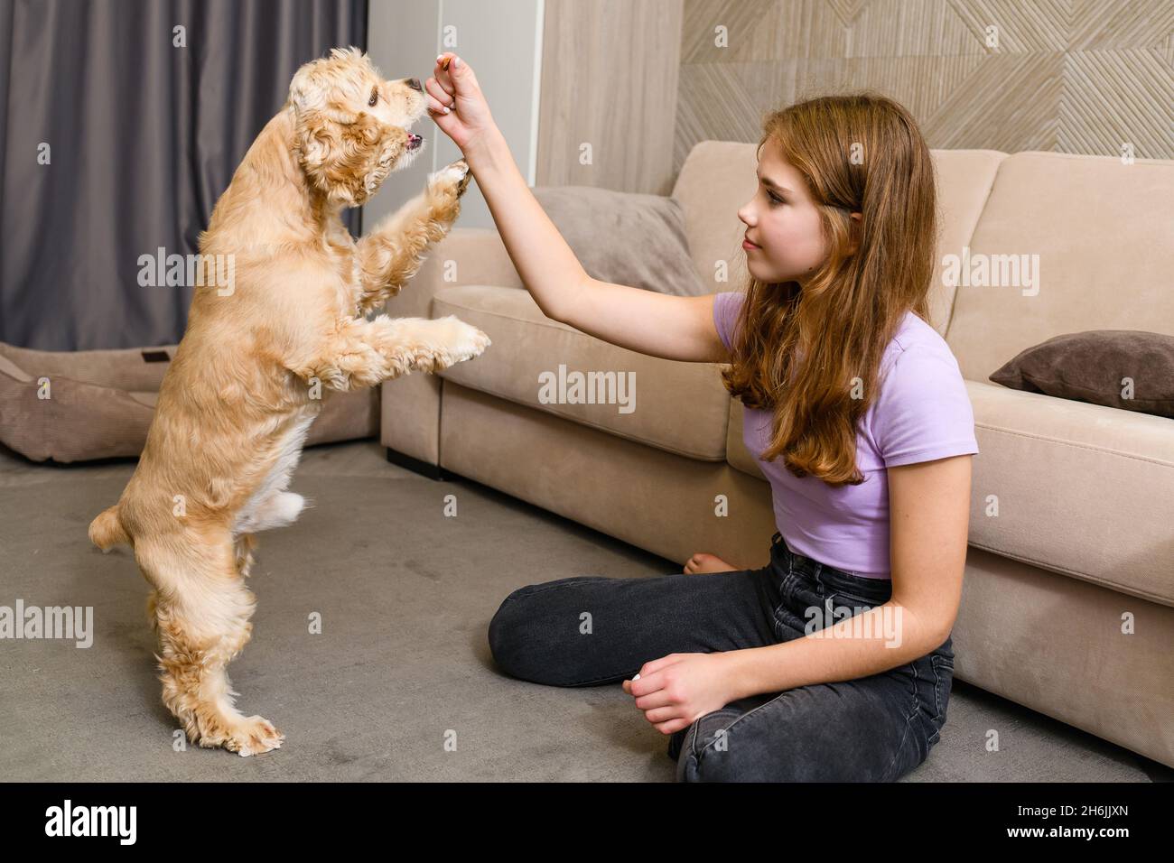 American cocker spaniel stands on two legs. Teenage girl hand gives a ...