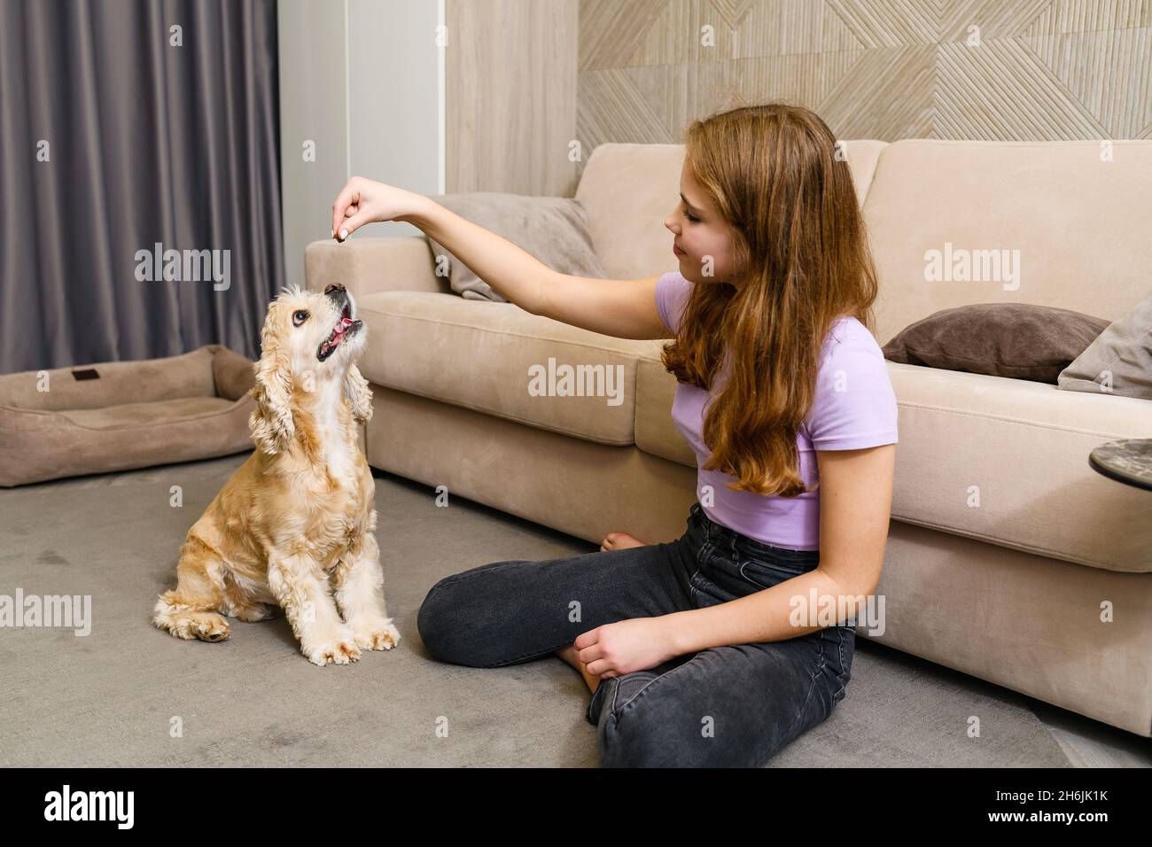 American cocker spaniel obediently sits and looks at the treat in hand ...