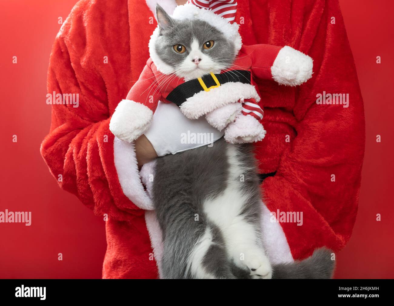 Santa Claus hugging a british shorthair cat with Santa Claus dress ...