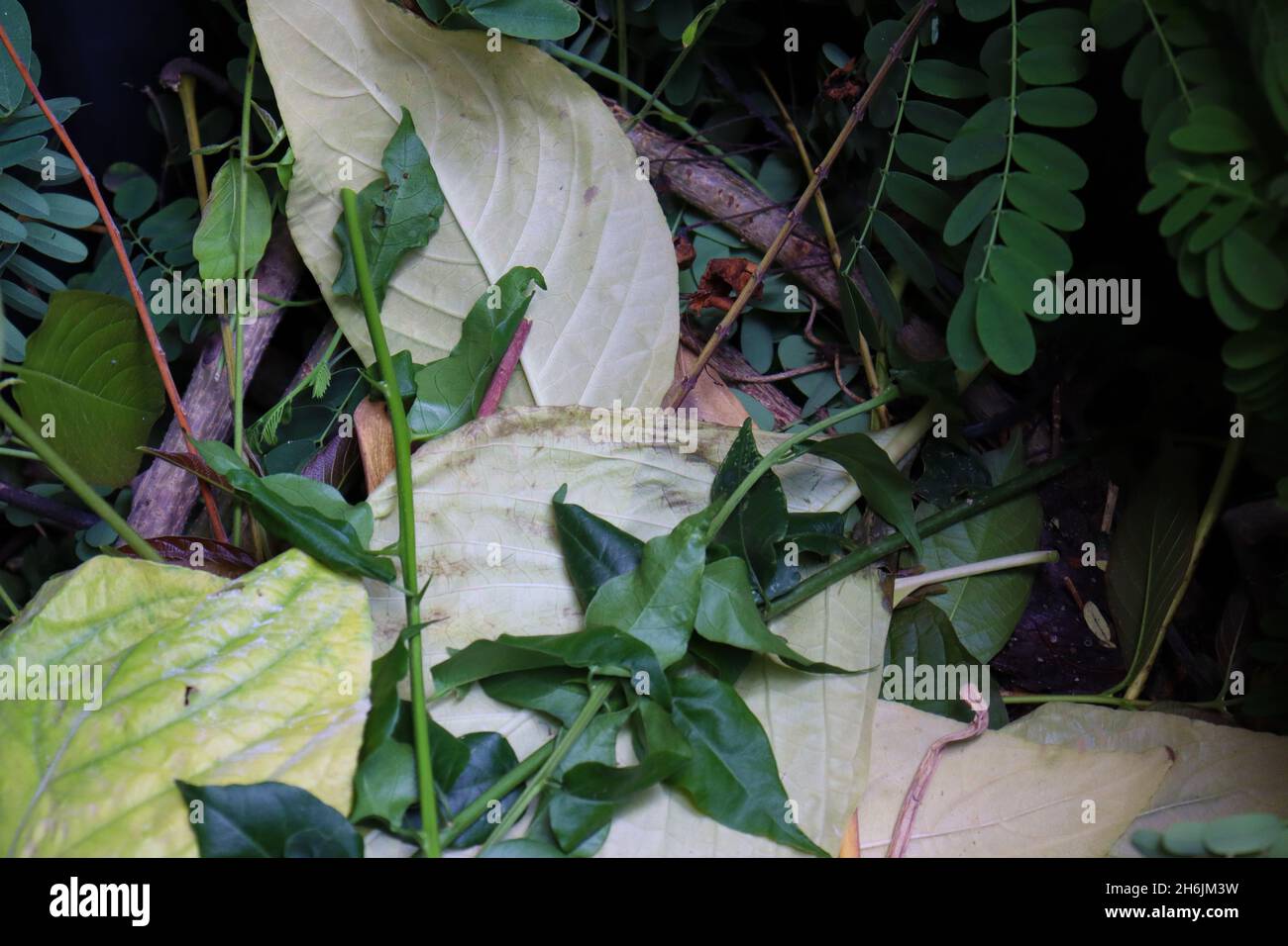 Close up of plant pruning waste from the garden, inside a bin Stock ...