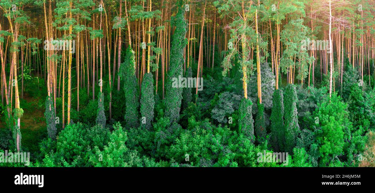 Braided trunk hi-res stock photography and images - Alamy