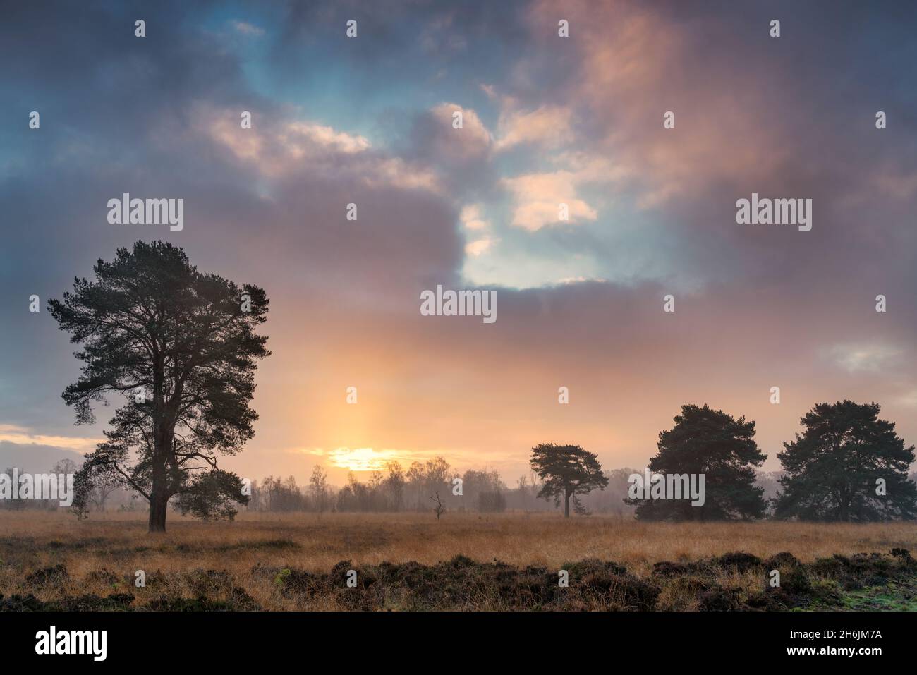Strensall Common Lowland Heath Nature Reserve near York, North ...
