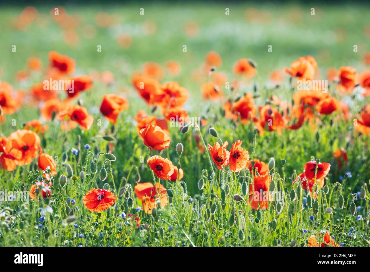Flax fields hi-res stock photography and images - Alamy