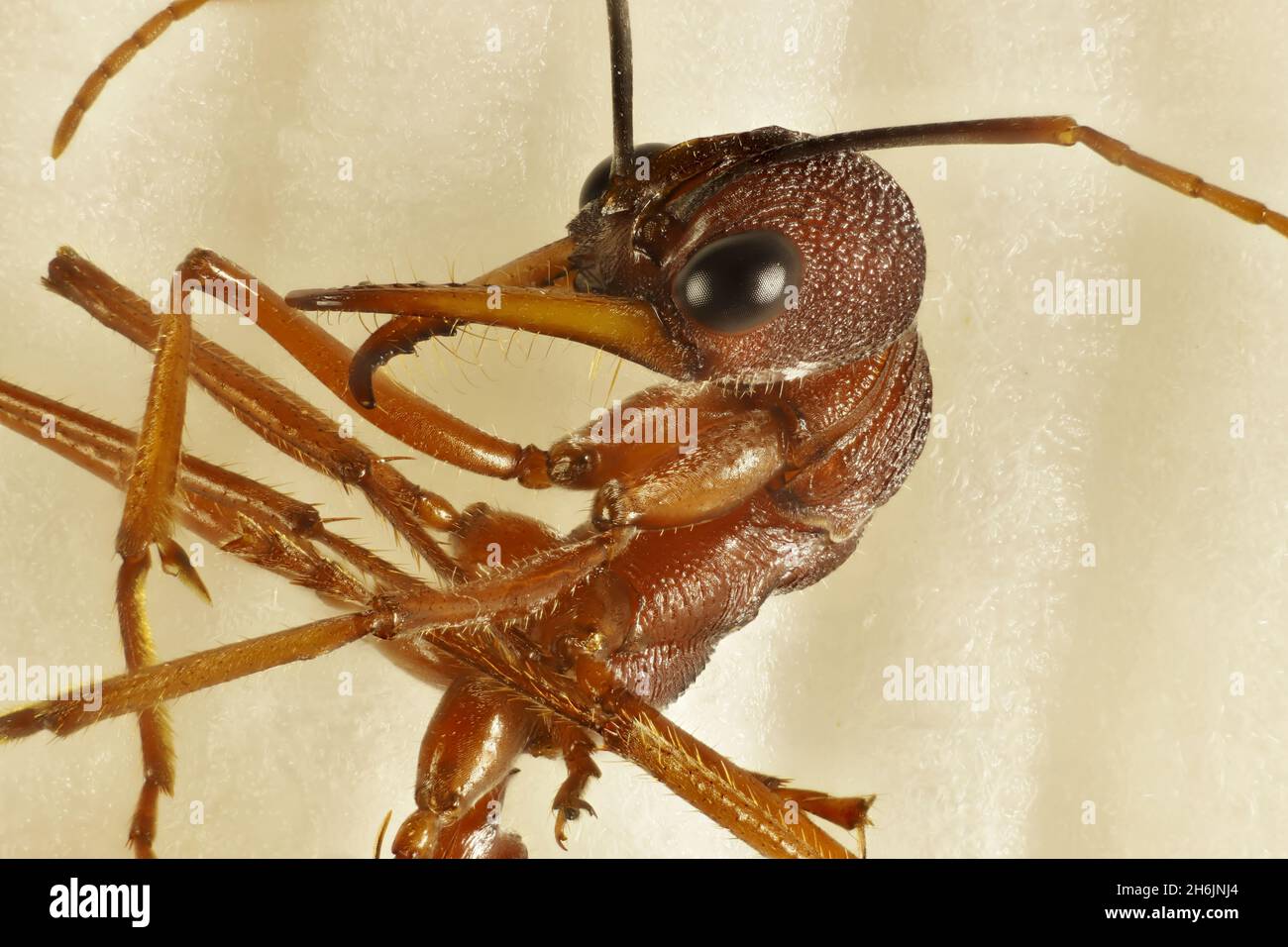 Macro view of head and thorax of Black-scaped Bull Ant (Myrmecia ...