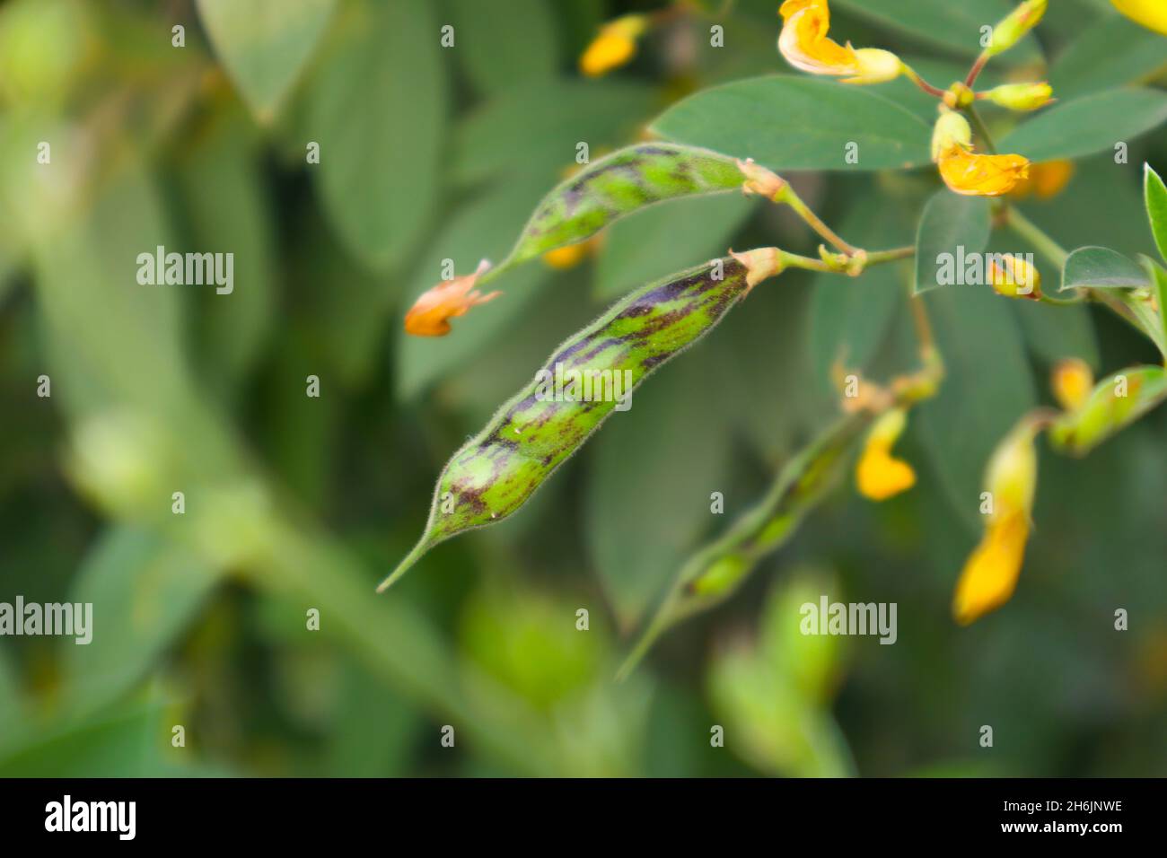 Pigeon pea crop field Stock Photo - Alamy