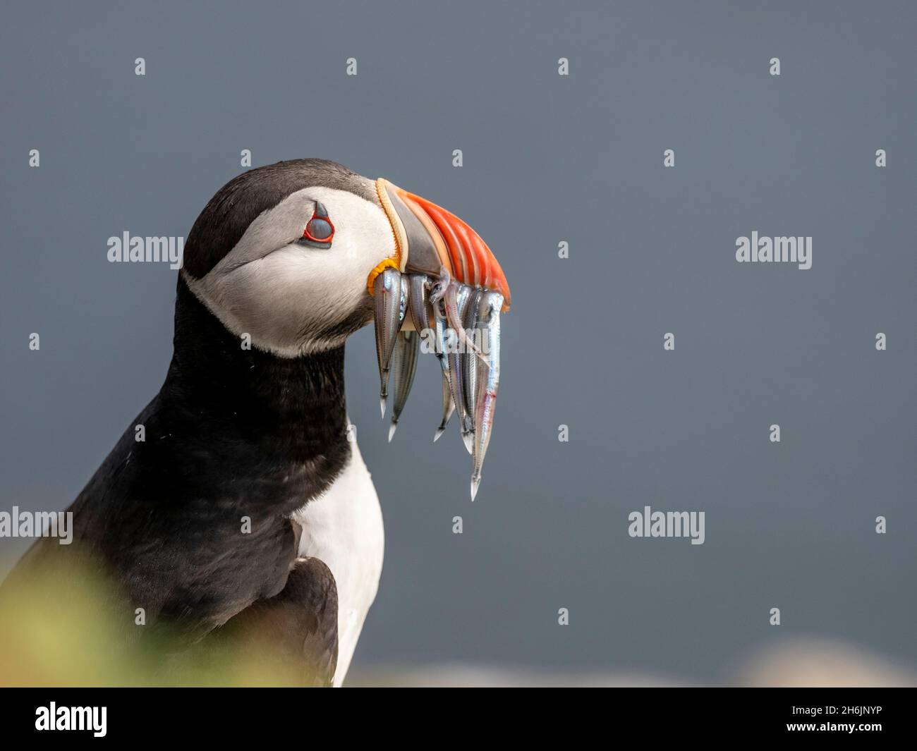 Puffin fish hi-res stock photography and images - Alamy