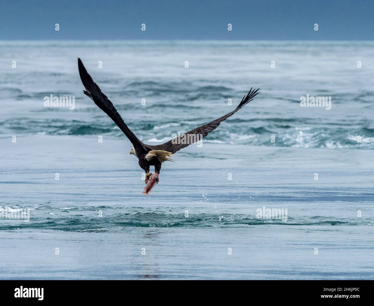 Southeast alaska bald eagle fish hi-res stock photography and images ...