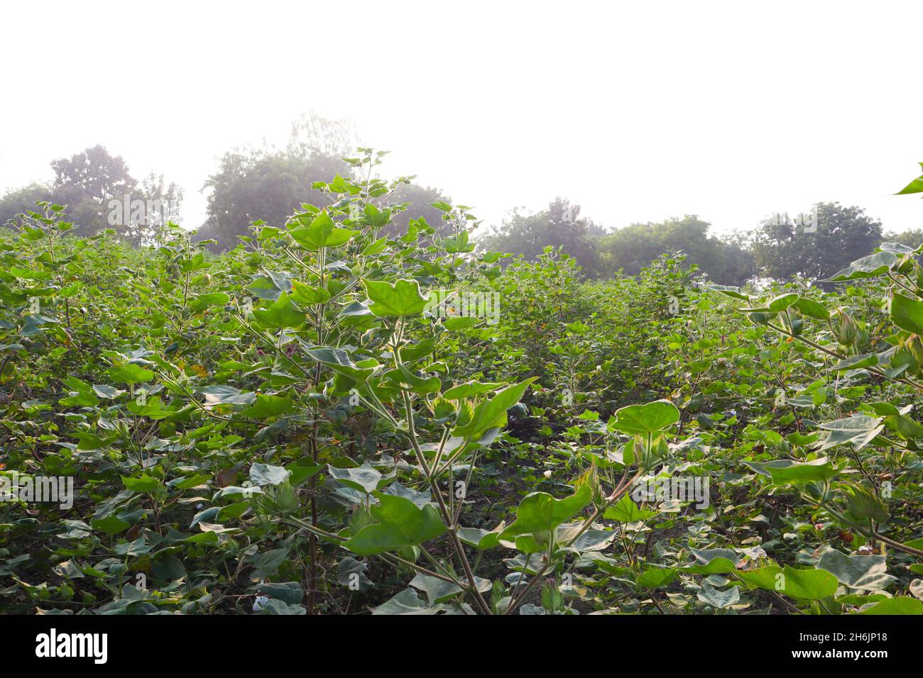Indian cotton field hi-res stock photography and images - Alamy