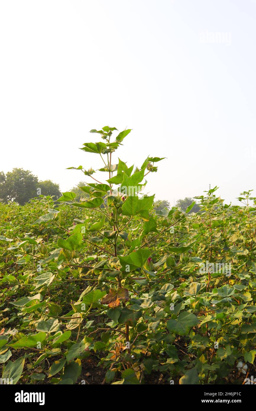 India cotton field hi-res stock photography and images - Alamy