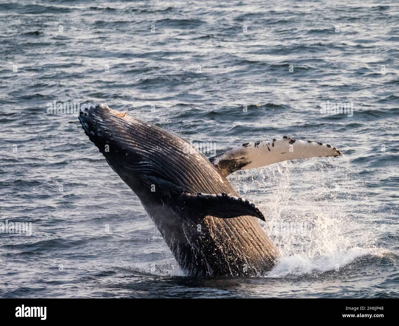 Whale Breaching Sunset