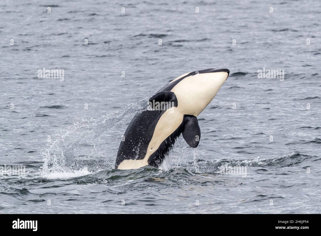 Wild Orca Calf