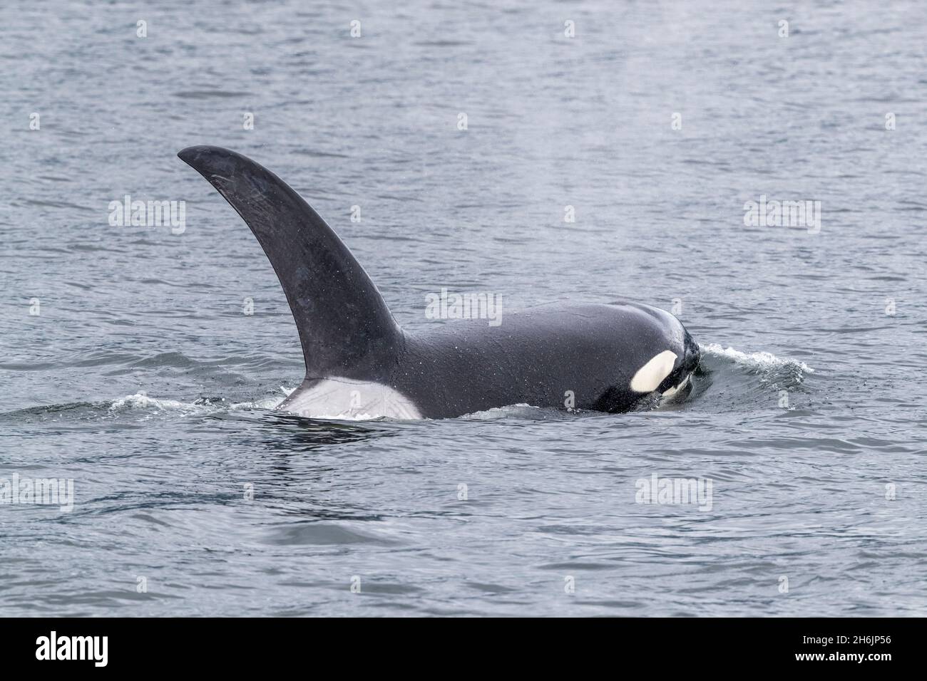 Adult bull killer whale (Orcinus orca, surfacing near the Cleveland ...