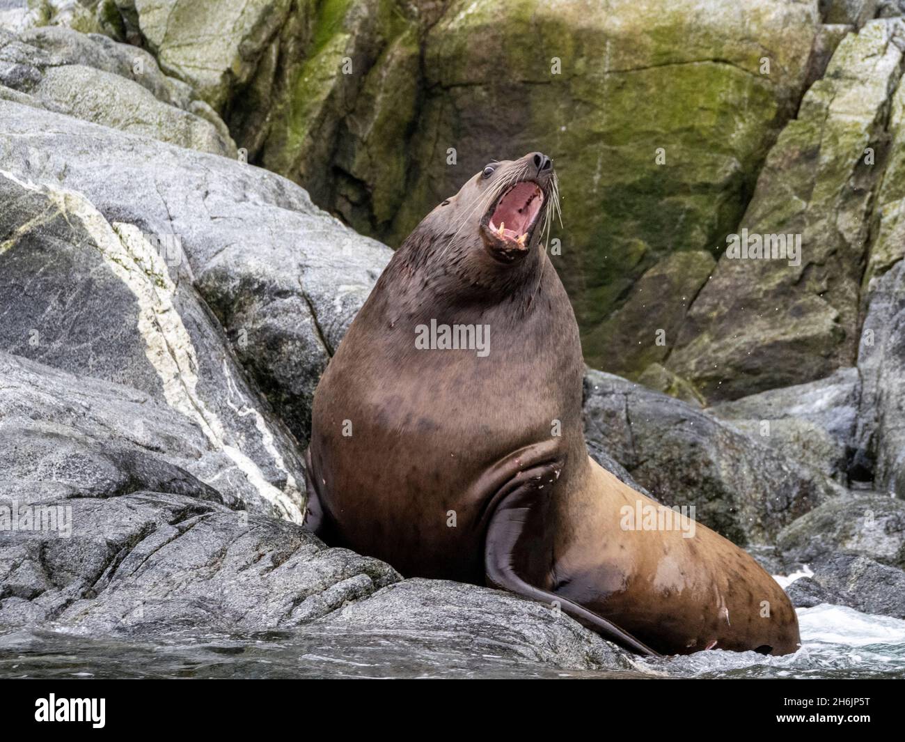 Steller sea lion hi-res stock photography and images - Alamy
