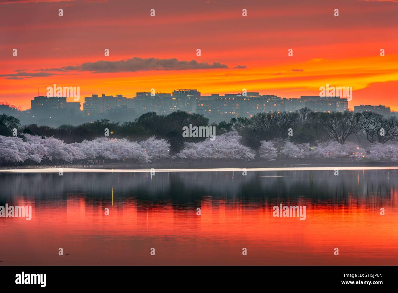 Yoshino blossoms at tidal basin hi-res stock photography and images - Alamy