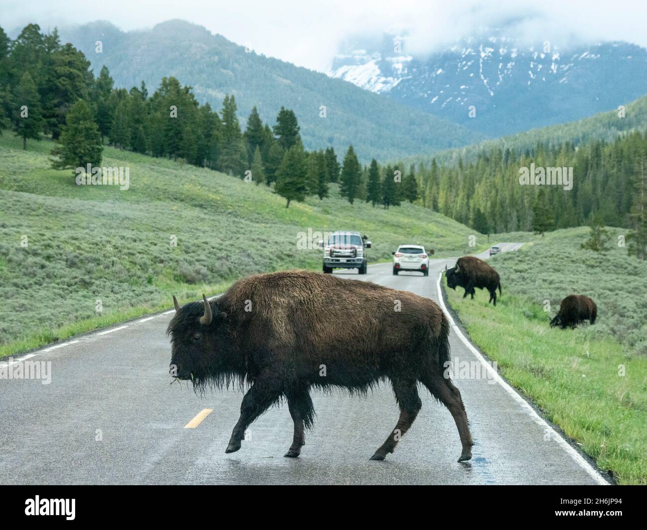 Adult bison (Bison bison) crossing the highway in Yellowstone National ...