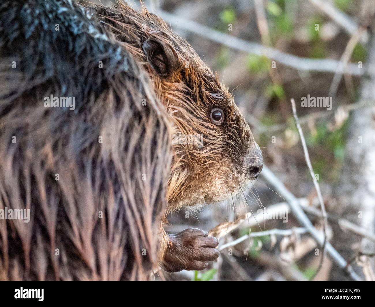 Adult beaver hi-res stock photography and images - Alamy