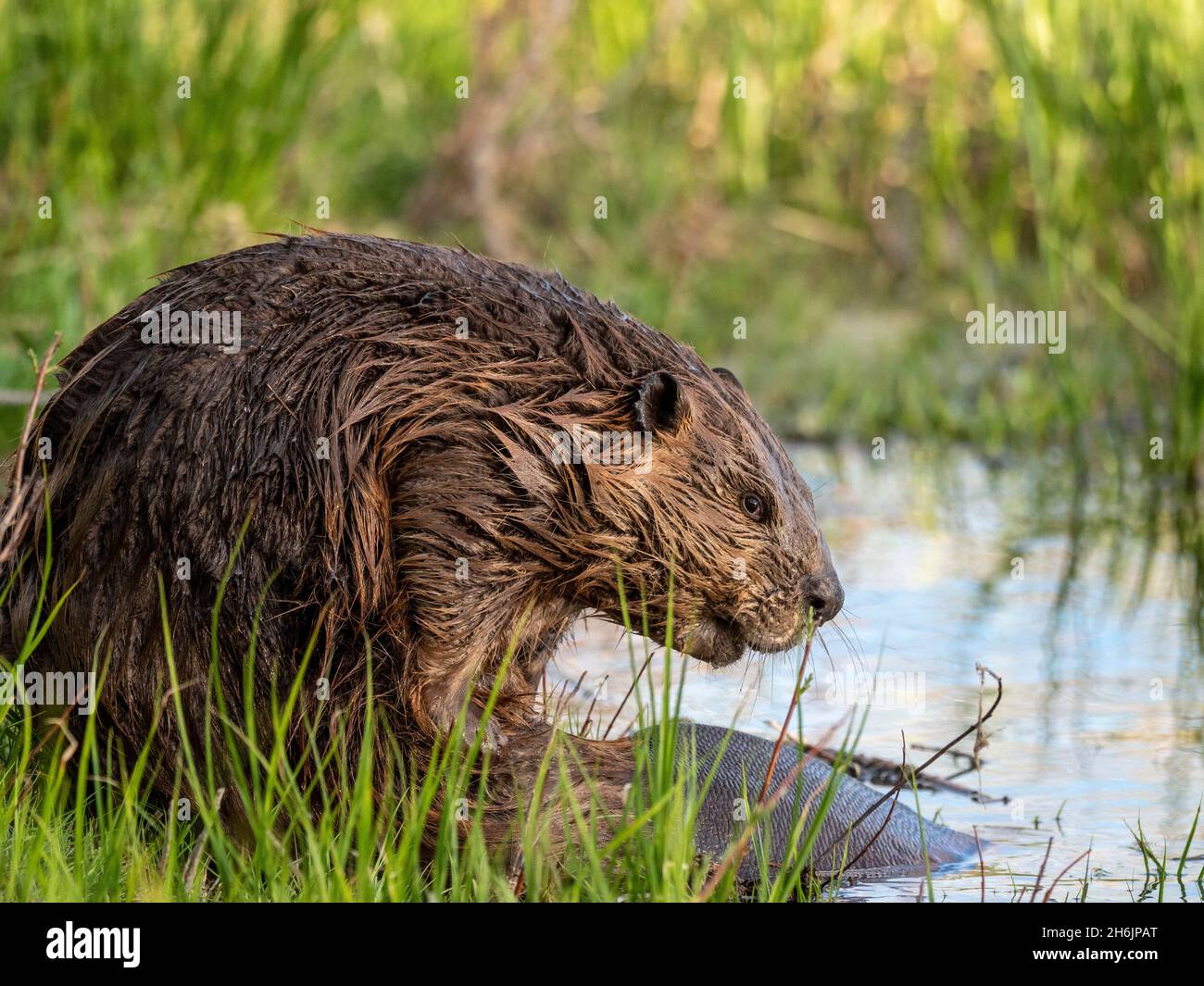 Adult beaver hi-res stock photography and images - Alamy