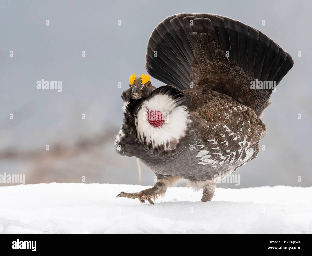 Male grouse hi-res stock photography and images - Alamy
