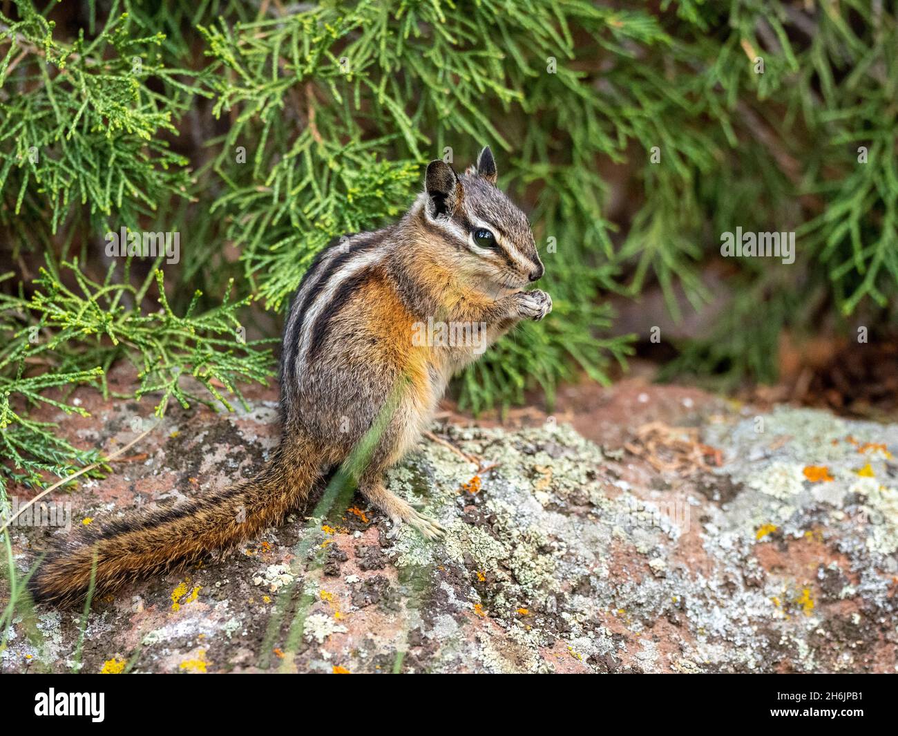 Embaressed Chipmunk