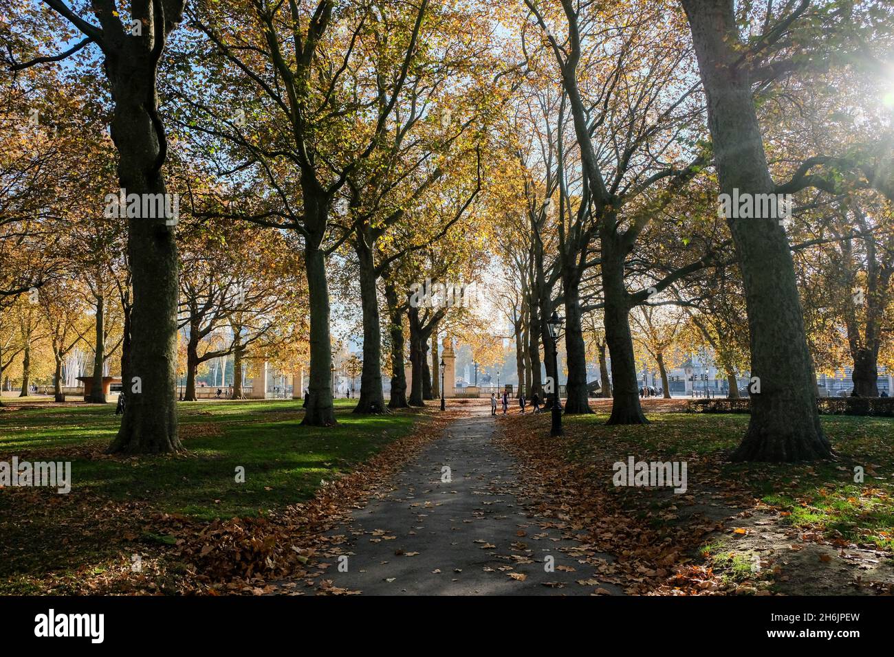 Green Park, London, UK. 16th Nov, 2021. UK Weather: autumn in Green ...