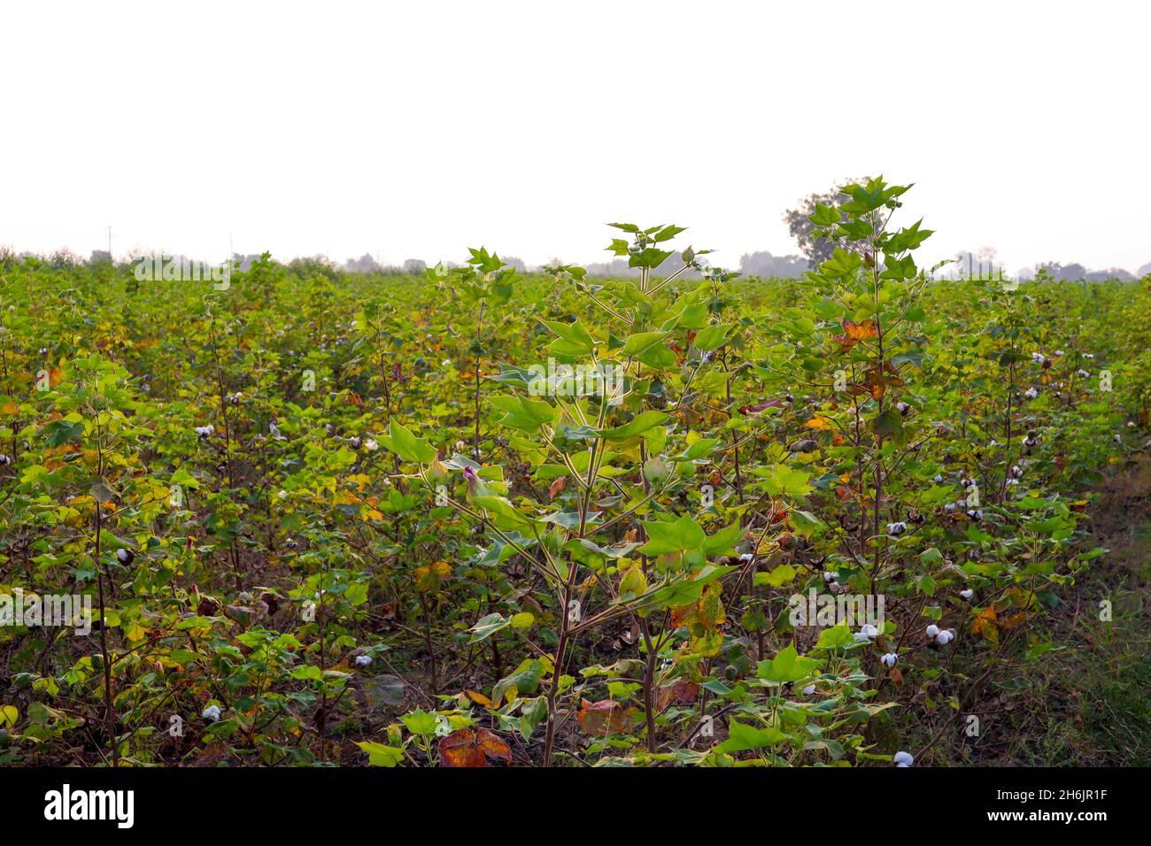 Row of growing green Cotton field in India Stock Photo - Alamy
