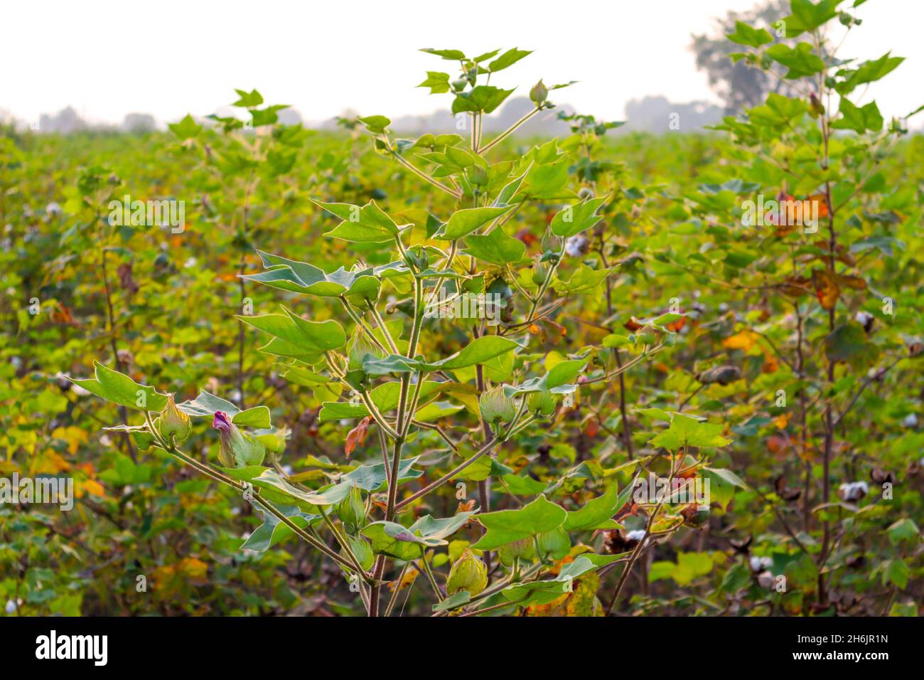 Organic cotton farming india hi-res stock photography and images - Alamy