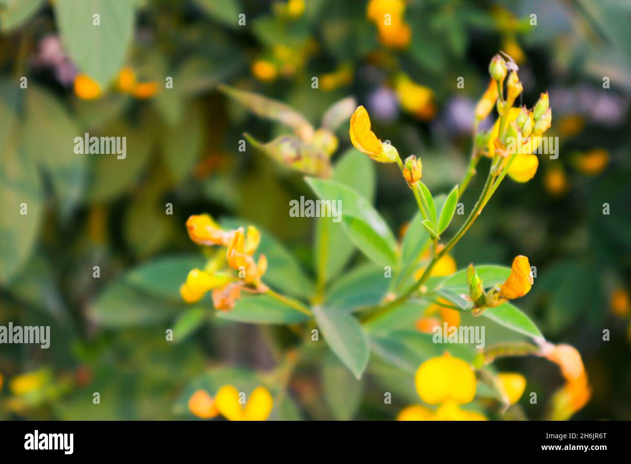 Pigeon pea crop field Stock Photo - Alamy