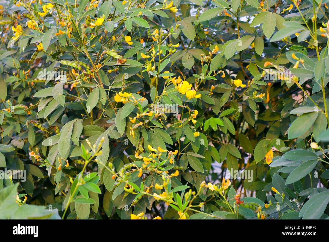 Green pigeon pea field in india Stock Photo - Alamy