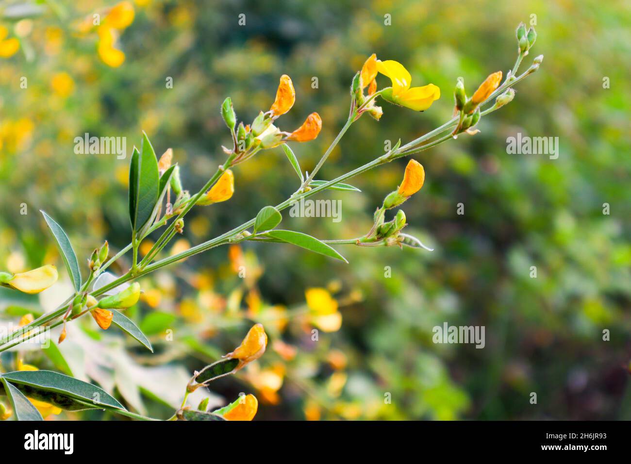 Pigeon pea crop field Stock Photo - Alamy