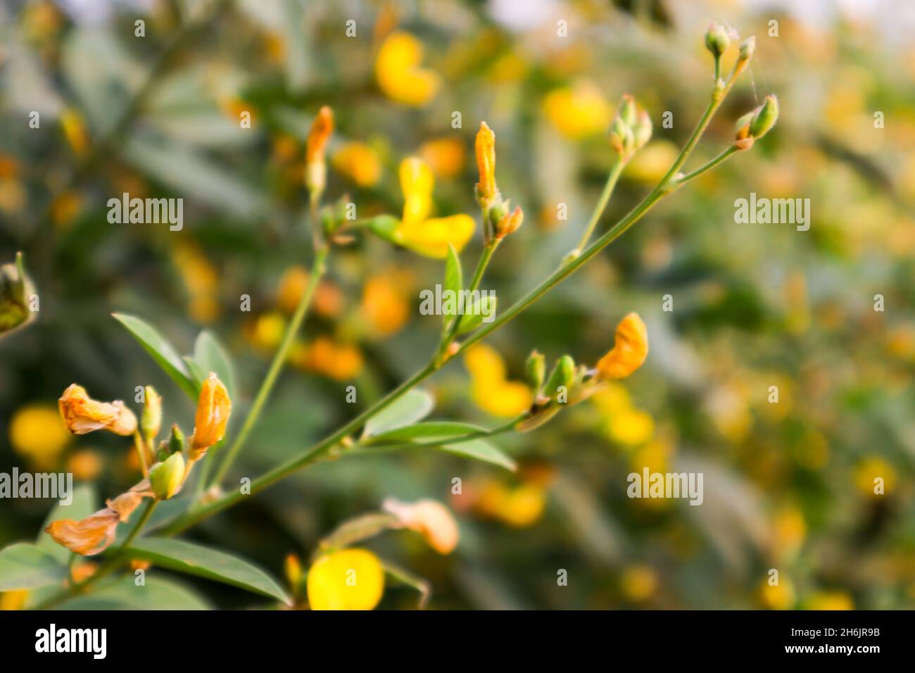 Pigeon pea crop field Stock Photo - Alamy