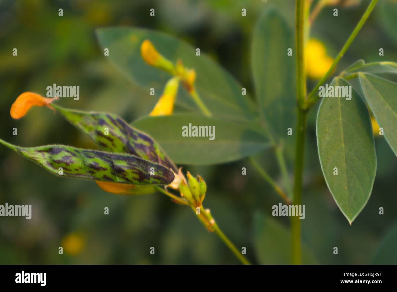 Pigeon pea crop field Stock Photo - Alamy