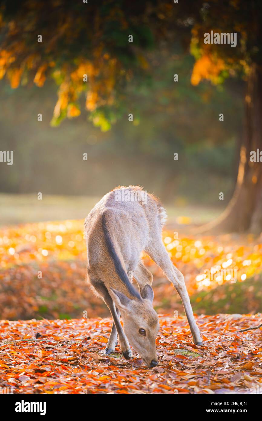 Adorable baby deer under the autumn foliage at nara japan park Stock ...