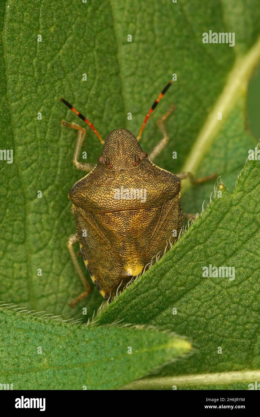 Vertical closeup on the Vernal shieldbug, Peribalus strictus Stock ...