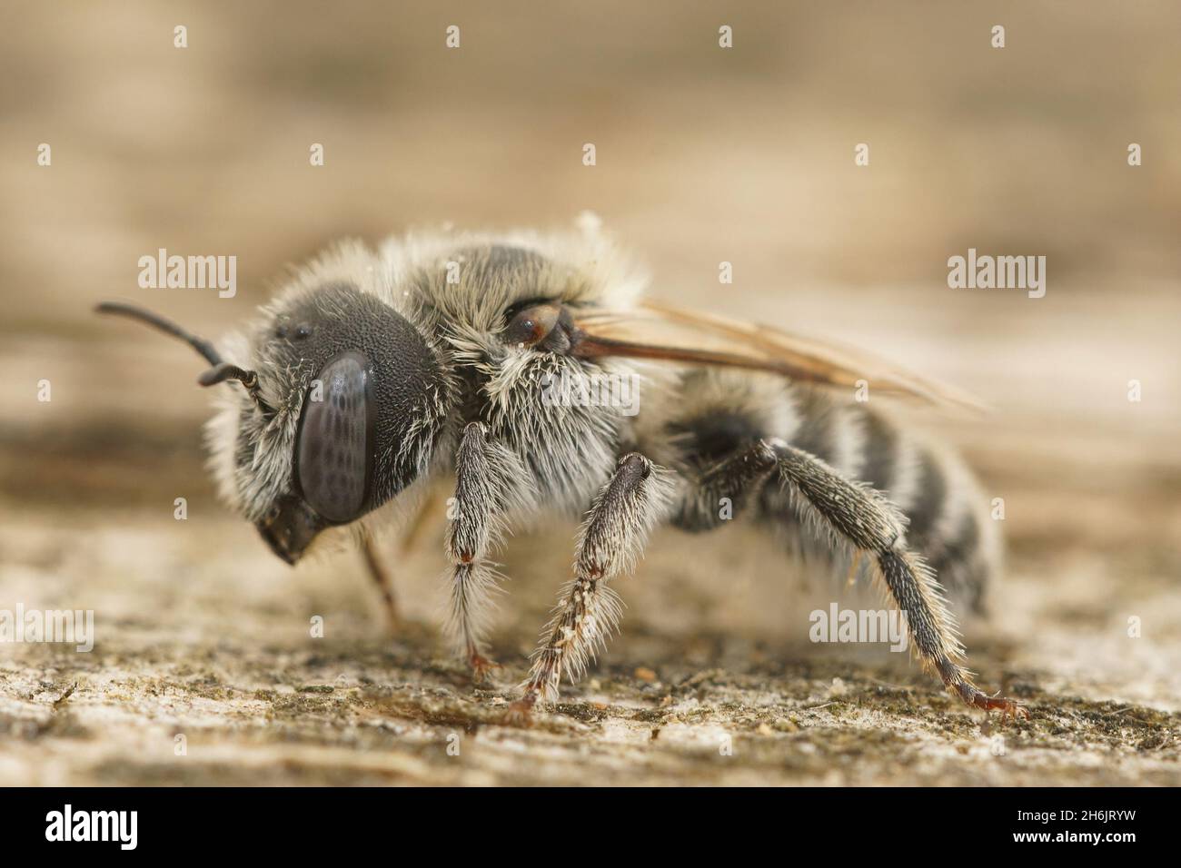 Closeup on a female Tufted small mason bee, Hoplitis cristatula Stock ...