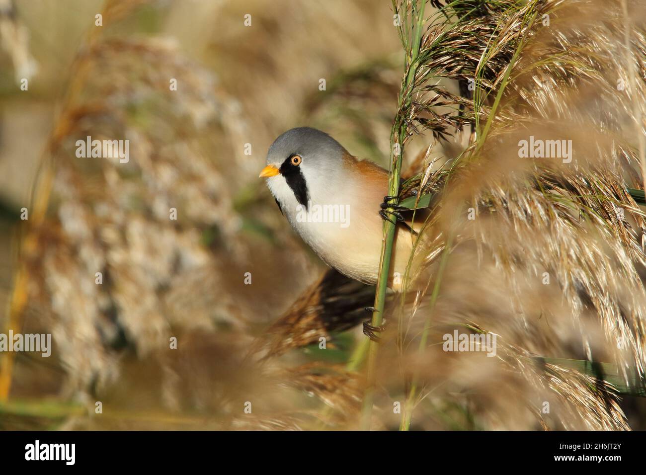 Bearded Reedling Male Stock Photo - Alamy