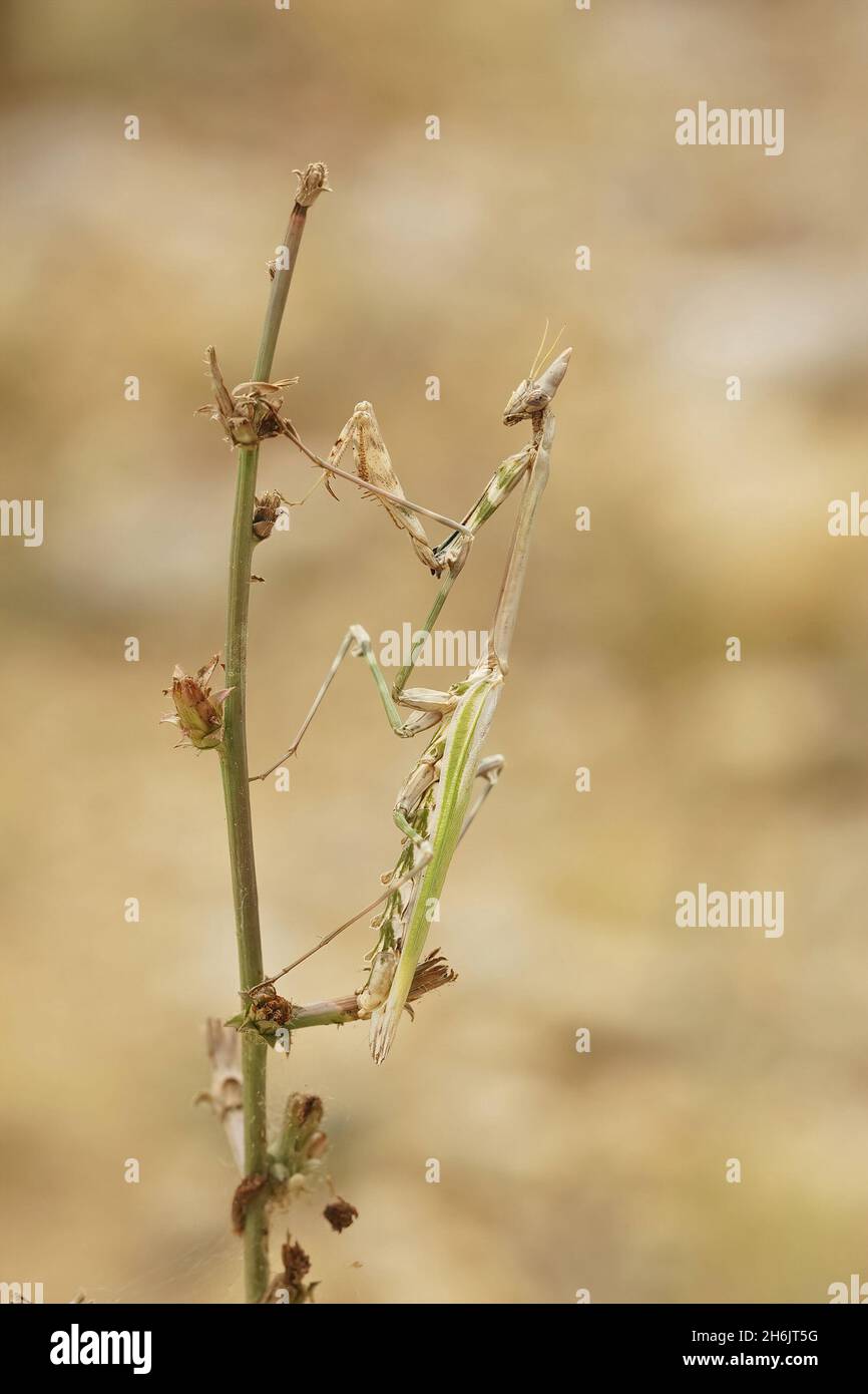 Vertical closeup on the large conehead mantis, Empusa pennata Stock ...