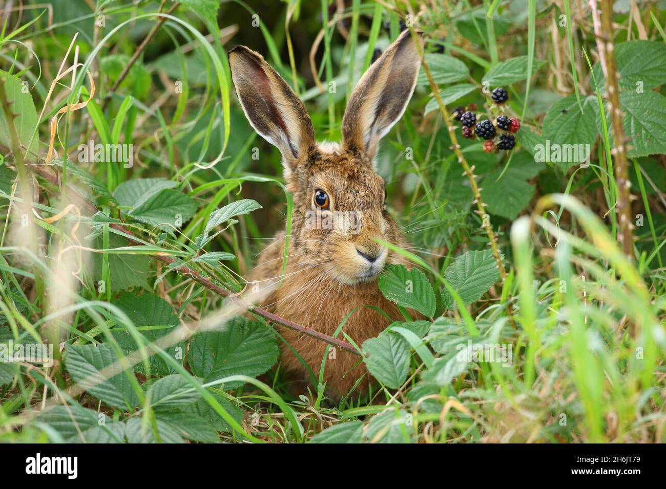 Brown Hare in Brambles Stock Photo - Alamy