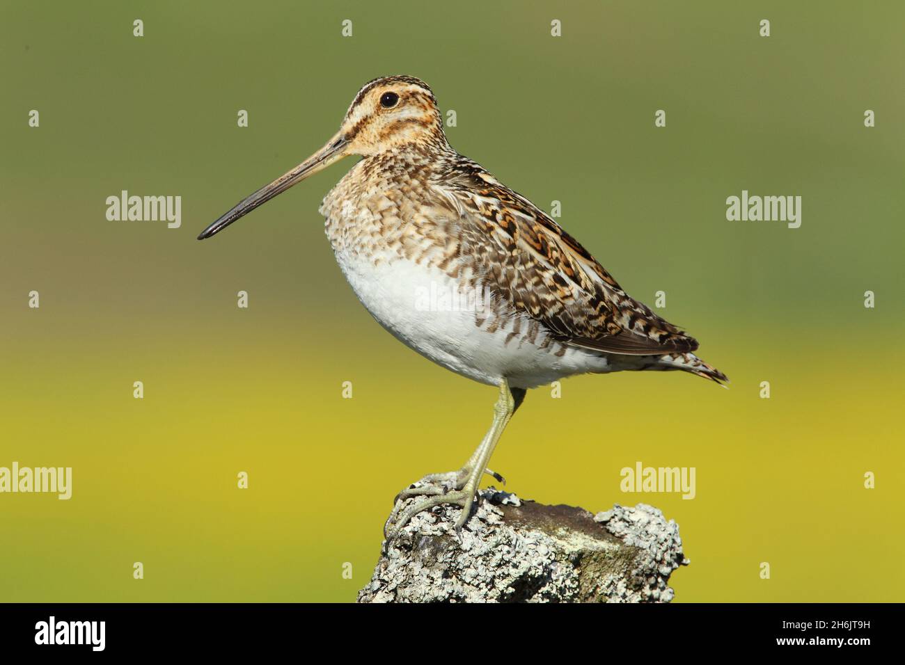 Durham dales birds hi-res stock photography and images - Alamy