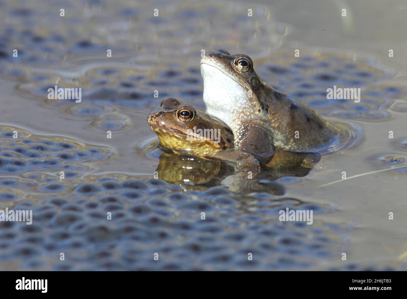 Common Frogs Mating Stock Photo - Alamy