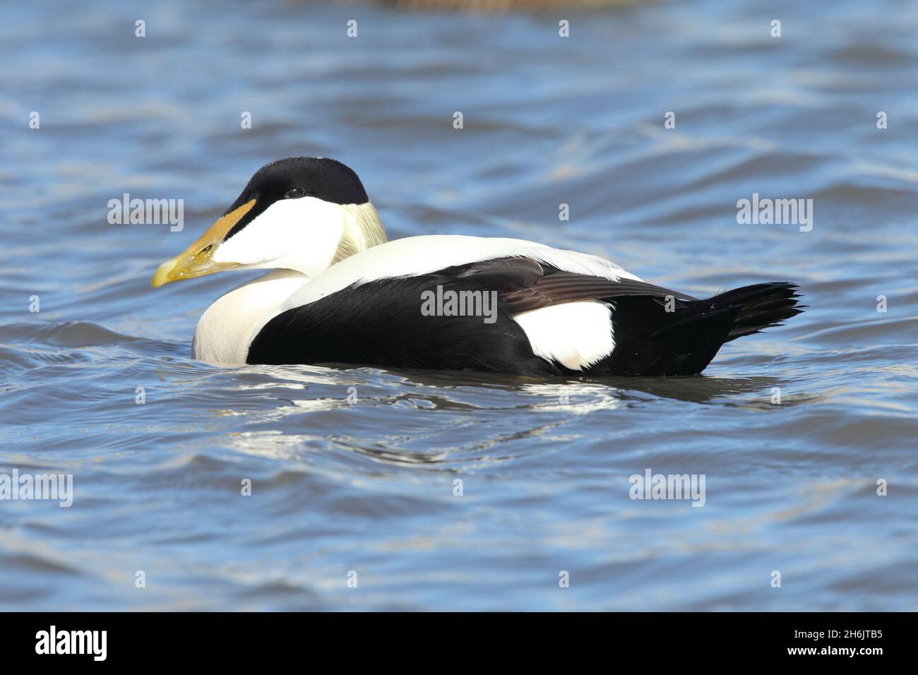 Northern Eider Duck ( Male Stock Photo - Alamy