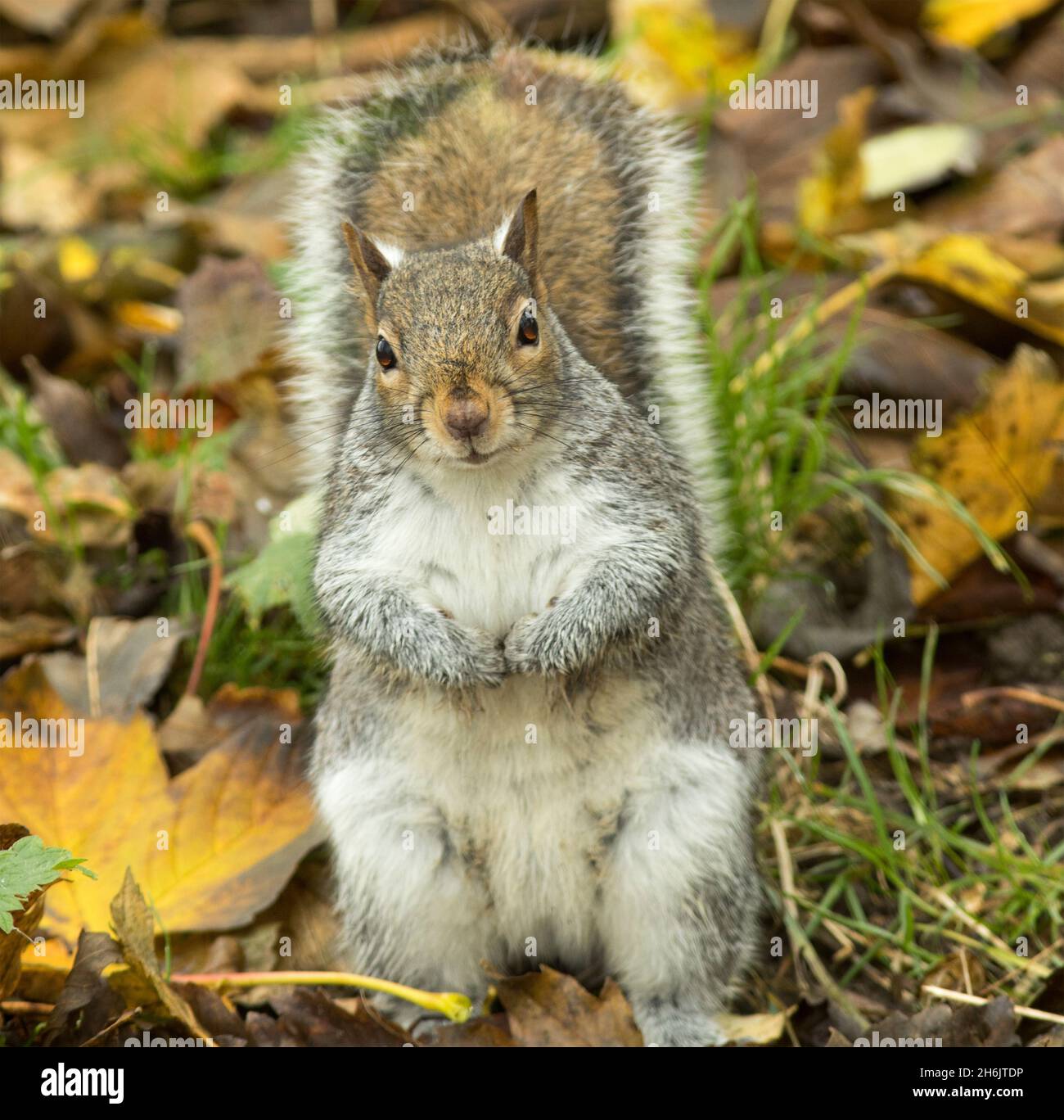 introduced from North America the Grey Squirrel is now a common site in ...