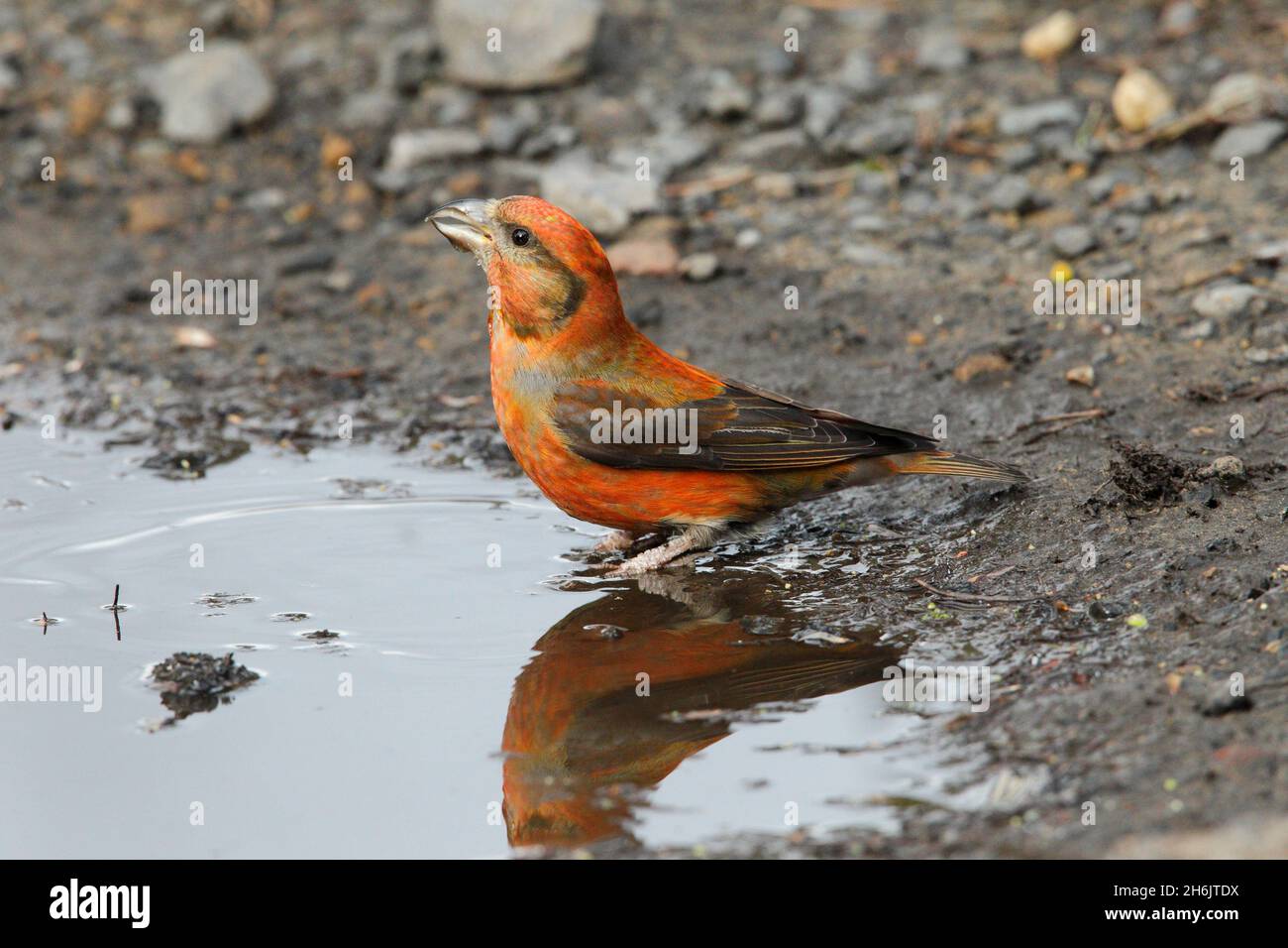 Crossbill bird hi-res stock photography and images - Alamy