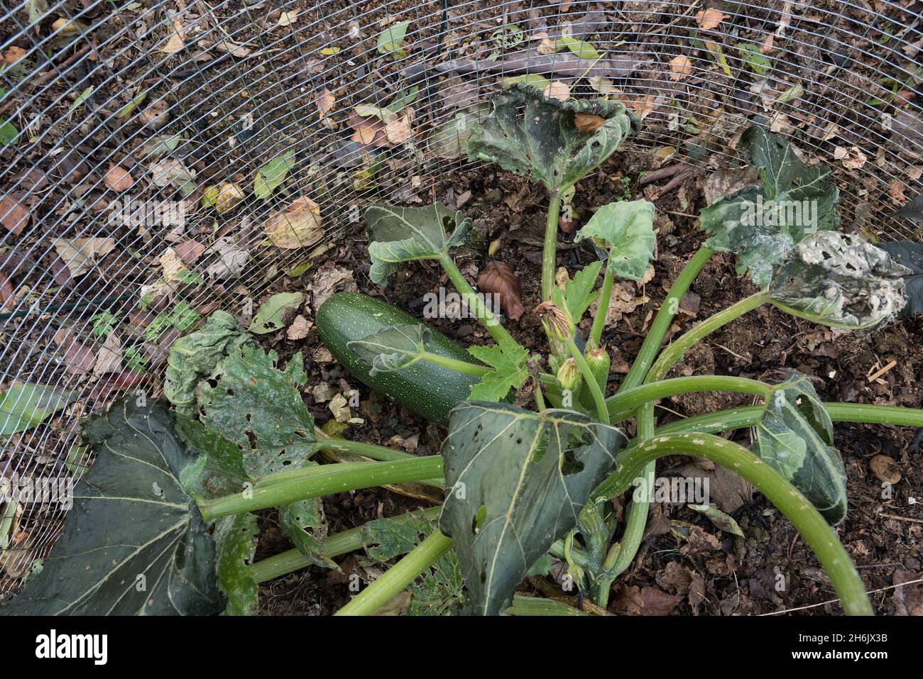 Use of wire mesh frame to keep off larger pests birds rabbits from ...