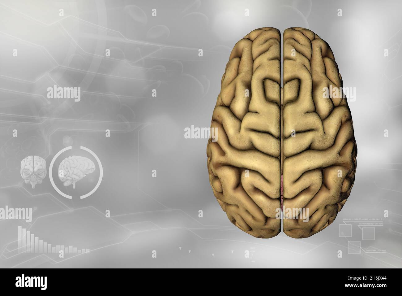 Medical 3D illustration - human brain, nerve development concept ...